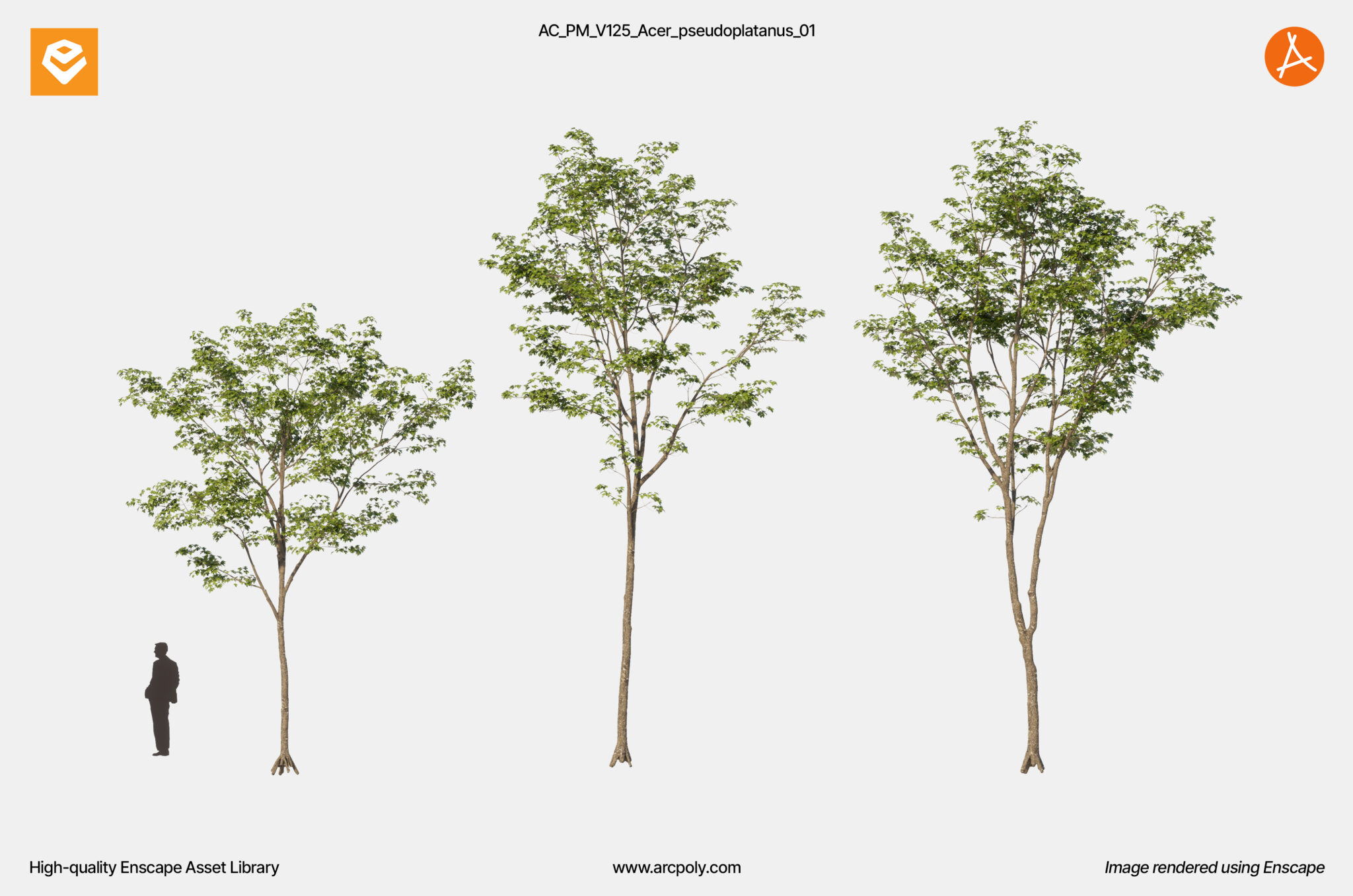 Enscape Asset Trees – Arcpoly