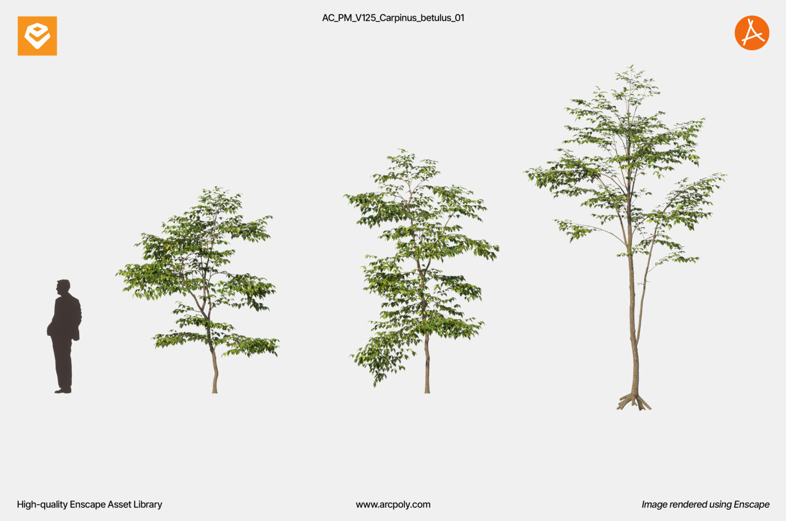 Enscape Asset Trees – Arcpoly