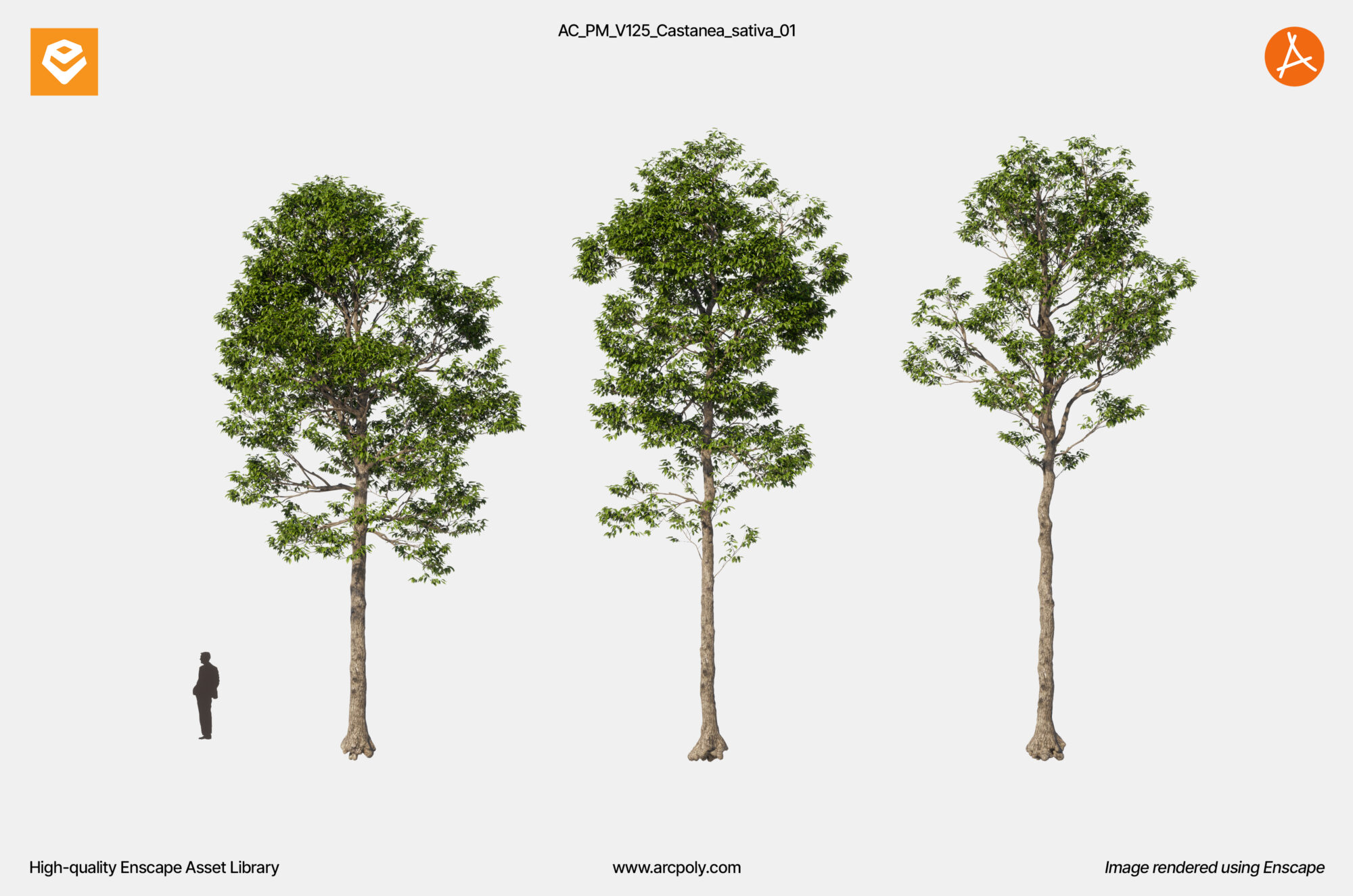 Enscape Asset Trees – Arcpoly