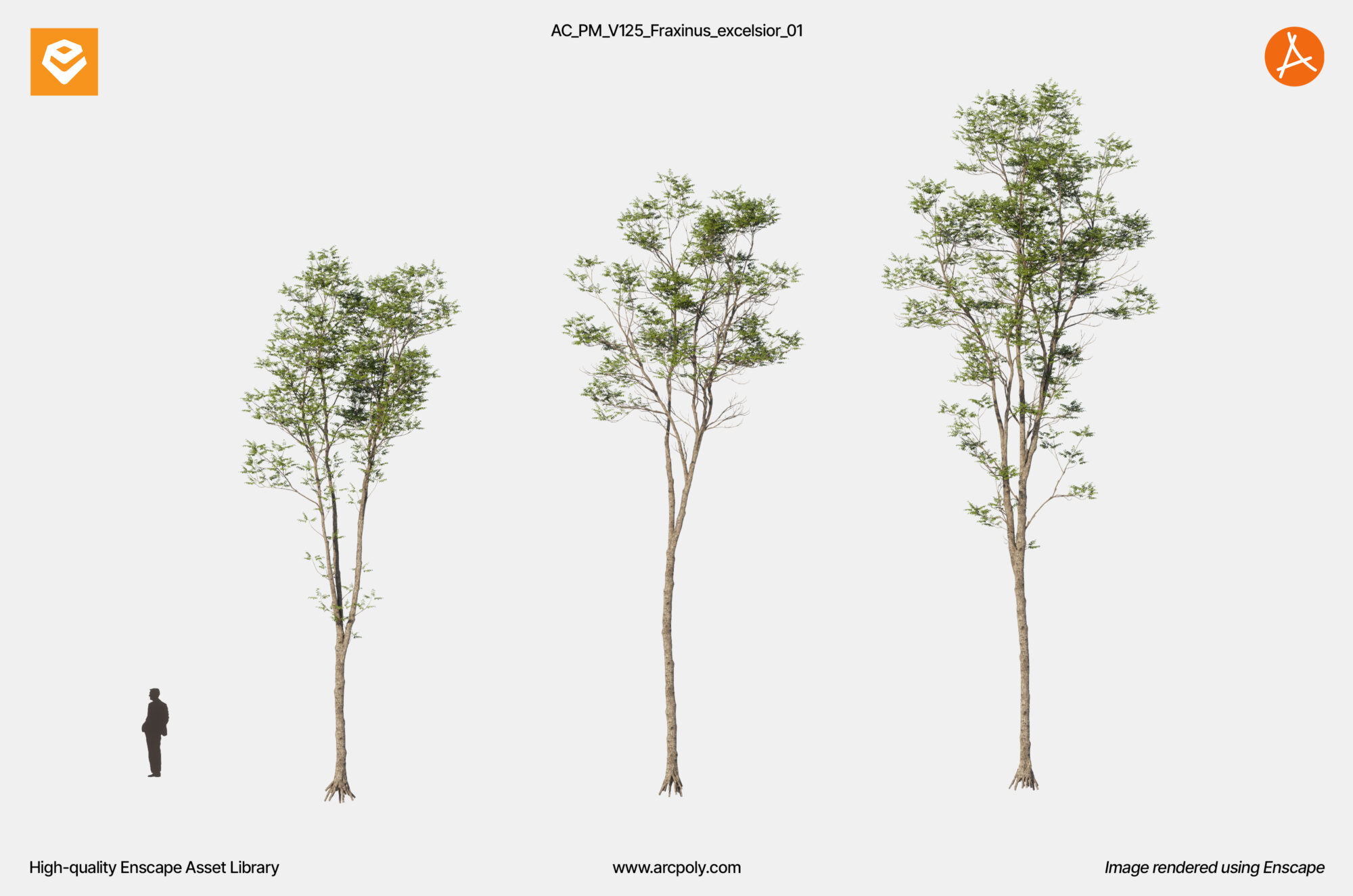AC_PM_V125_Fraxinus_excelsior_01 – Arcpoly