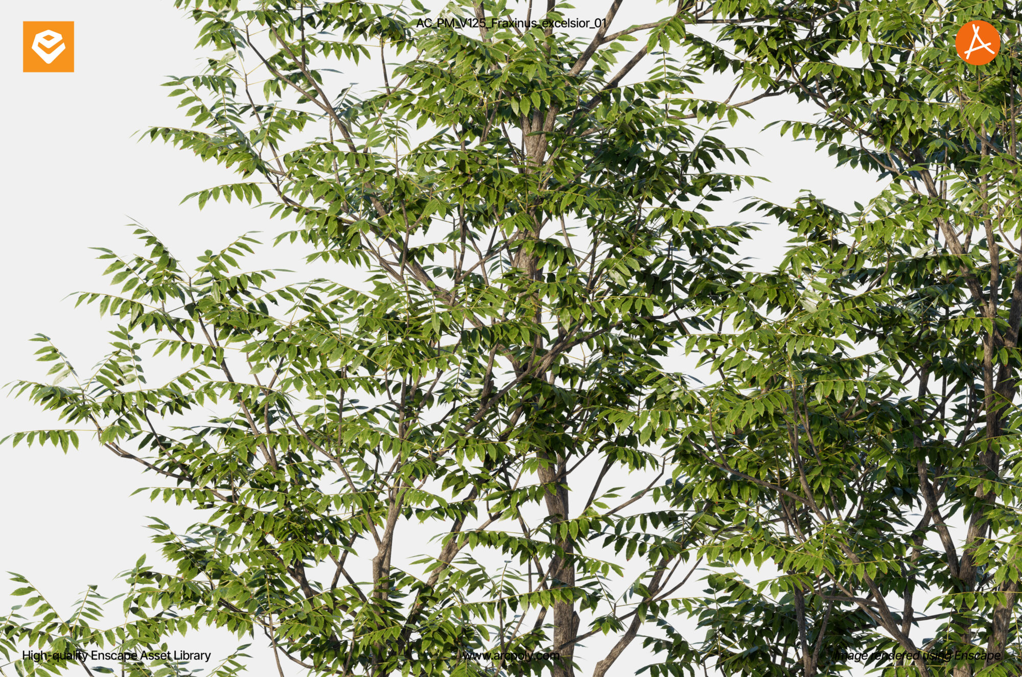 AC_PM_V125_Fraxinus_excelsior_01 – Arcpoly