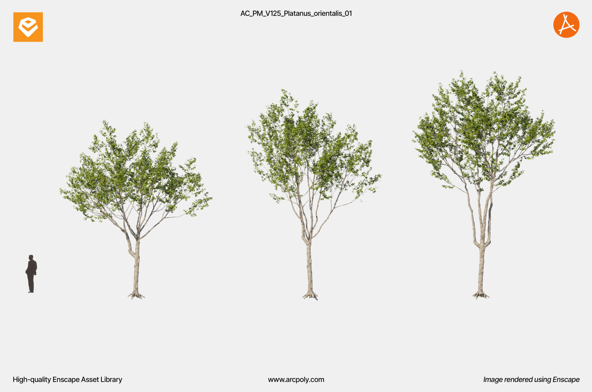 Enscape Asset Trees – Arcpoly