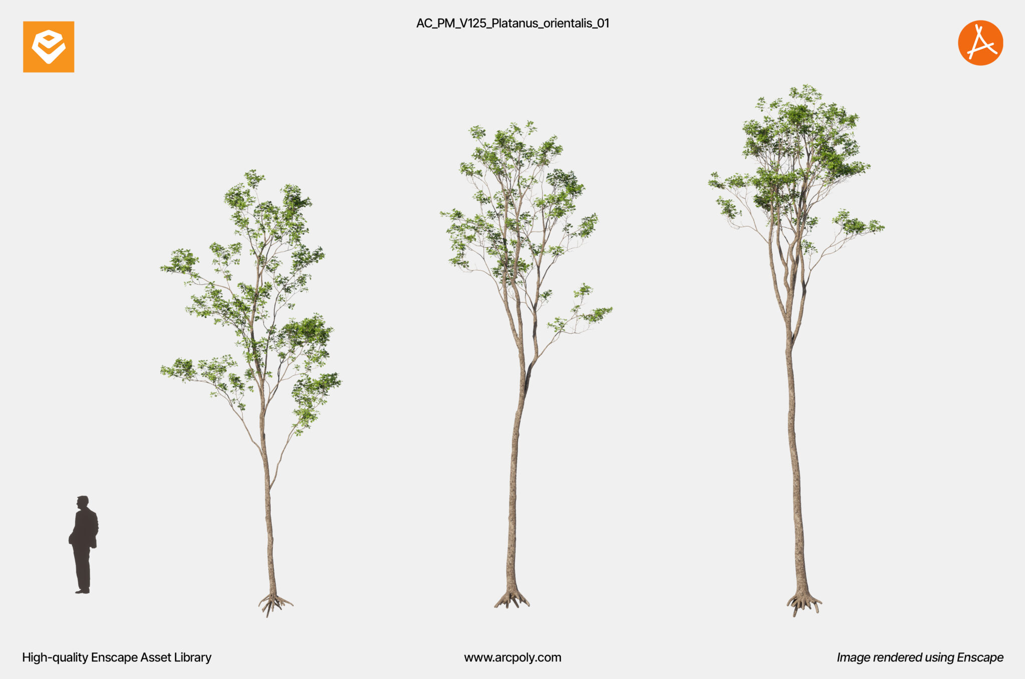 Enscape Asset Trees – Arcpoly